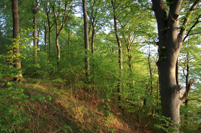 Creating innovative mechanisms for forest ecosystem services: what does ...